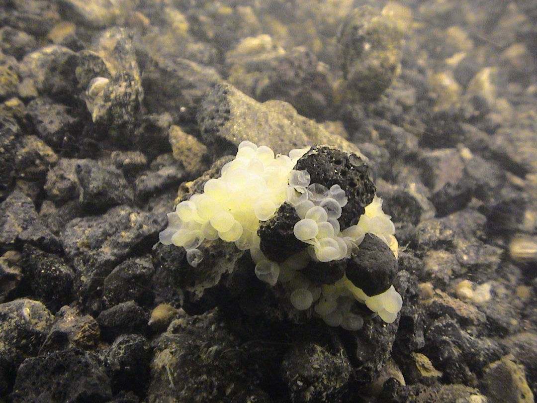Fish Life Cycle | Teaching Great Lakes Science