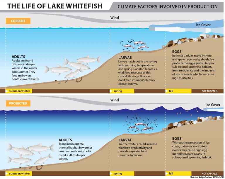 Lake Whitefish | Michigan Sea Grant