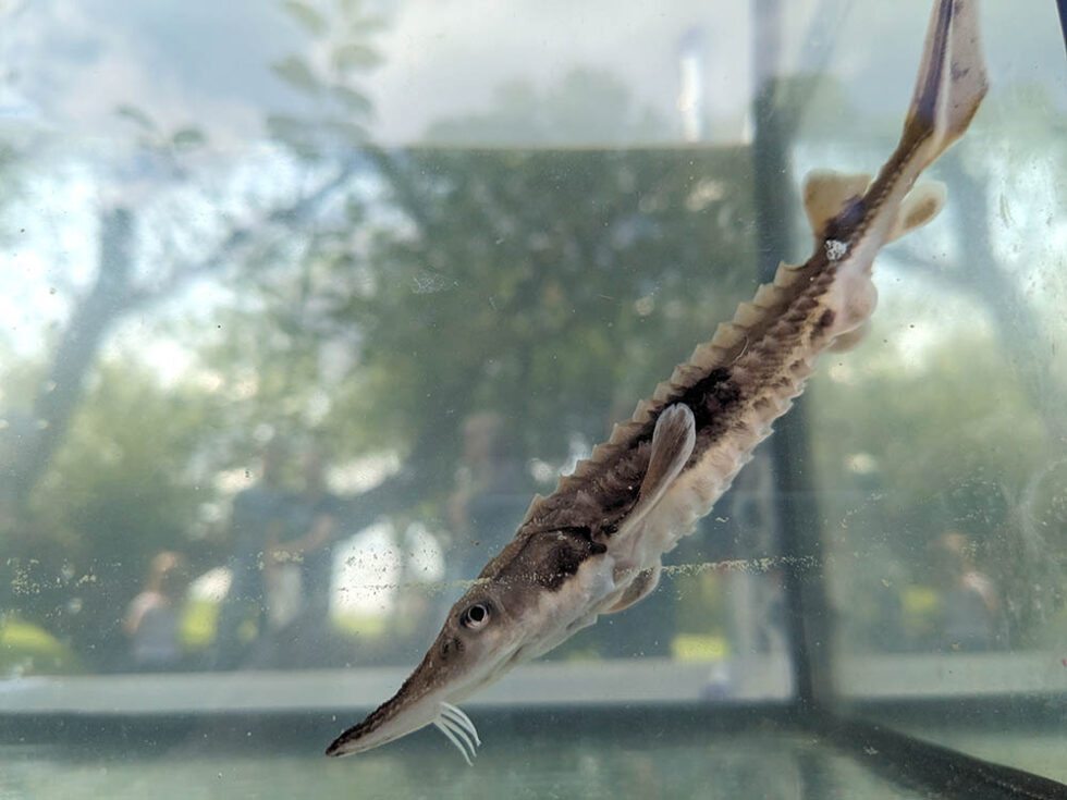 Baby shark? No, that’s a sturgeon! | Michigan Sea Grant