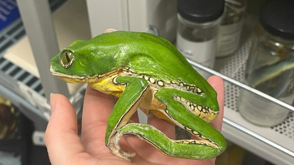 Fellow update: Exploring the Smithsonian behind the scenes and on ...