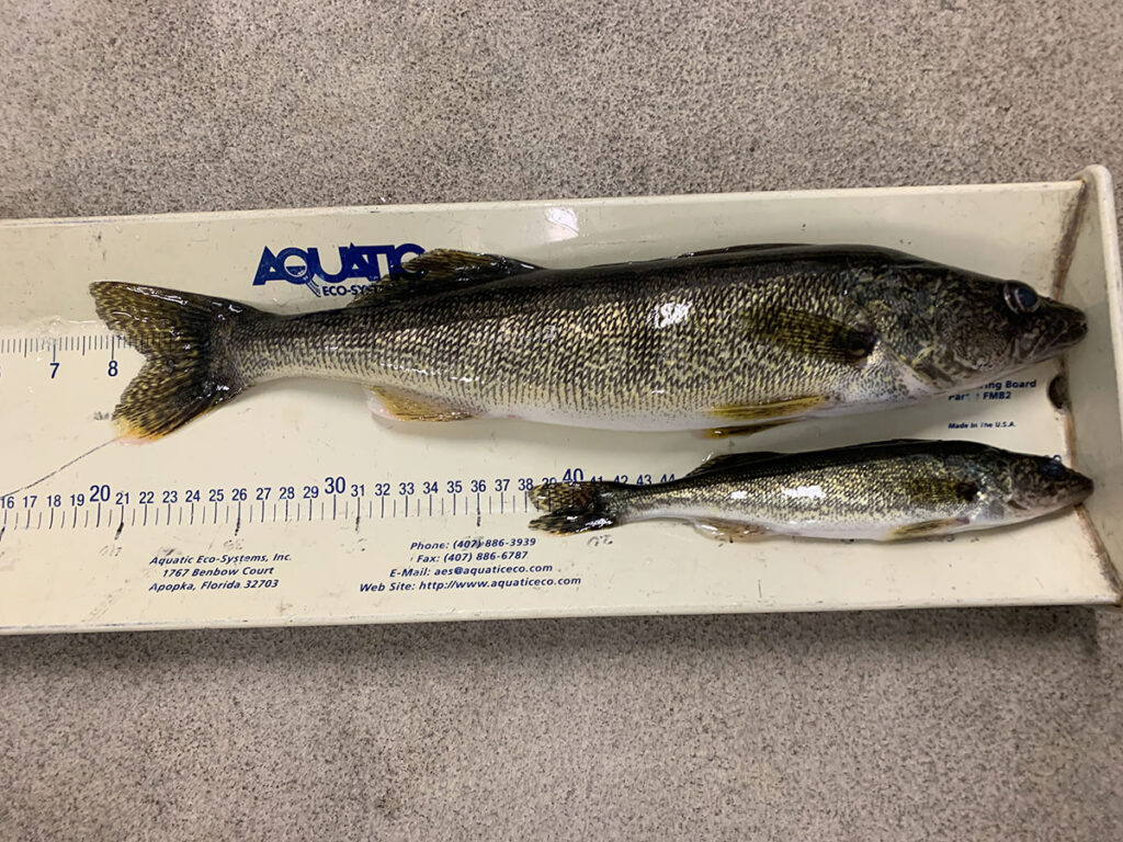 How Different Populations of Walleye Respond to Warming Waters ...