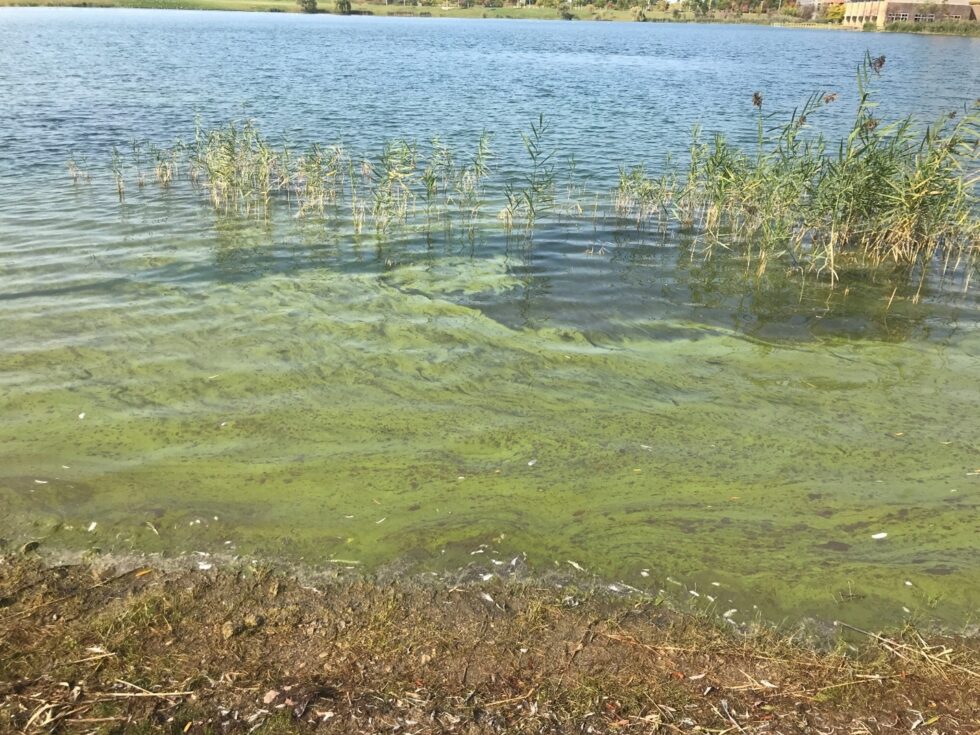 What’s that weird stuff floating in your lake? | Michigan Sea Grant
